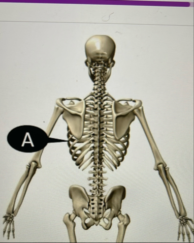 Solved (A) ﻿true rib(B) ﻿false rib(C) ﻿floating rib(D) ﻿fake | Chegg.com