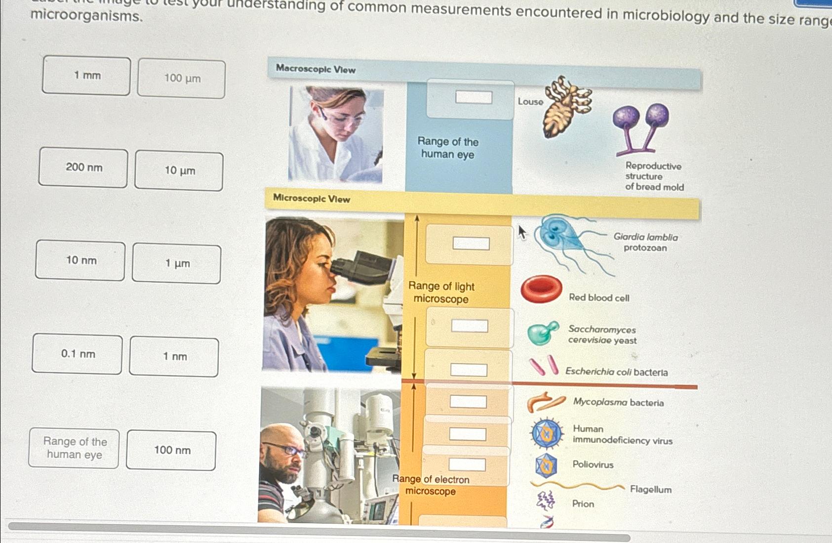 Solved microorganisms.Understanding of common measurements | Chegg.com