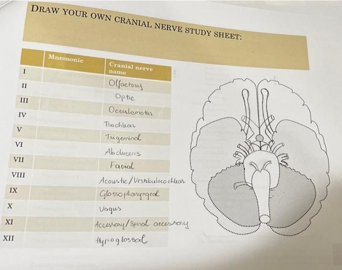 Solved DRAW YOUR OWN CRANIAL NERVE STUDY SHEET: Mnemonic | Chegg.com