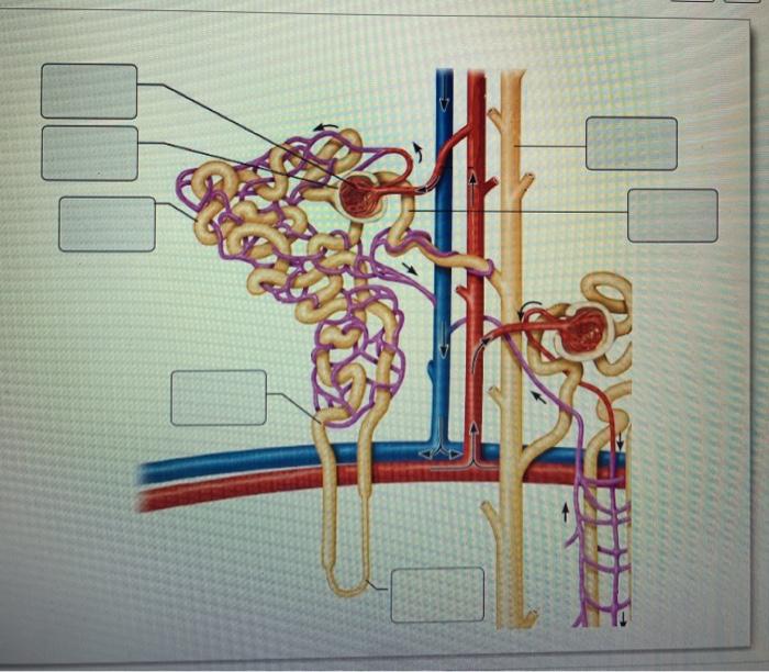 Solved Ascending limb of nephron loop Distal convoluted | Chegg.com