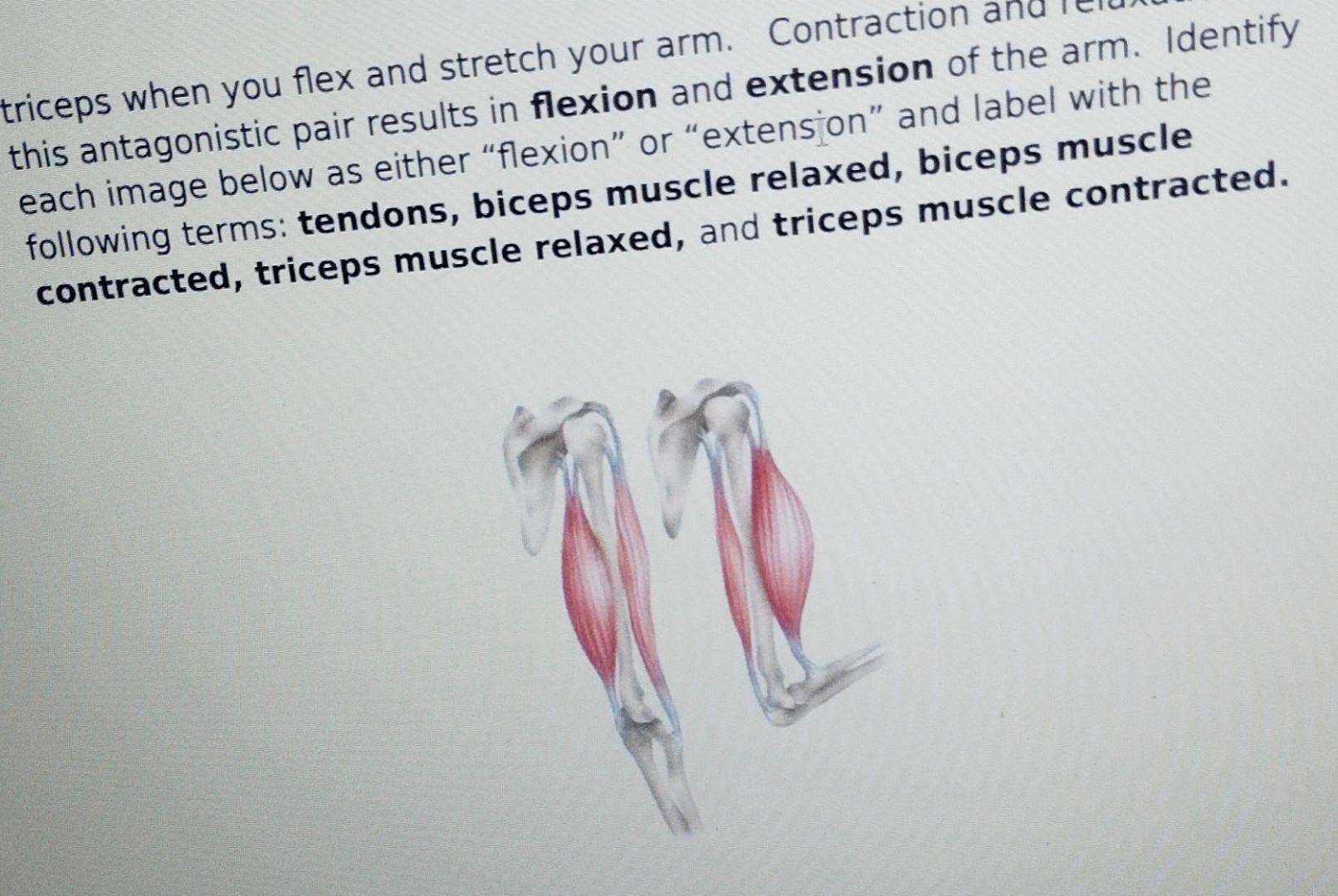 Solved triceps when you flex and stretch your arm. | Chegg.com