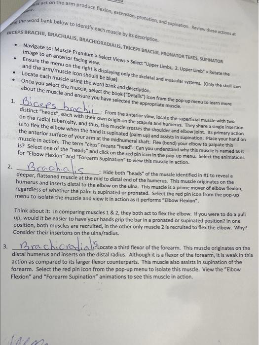 Solved ae the word bank below to identify each muscle by its | Chegg.com