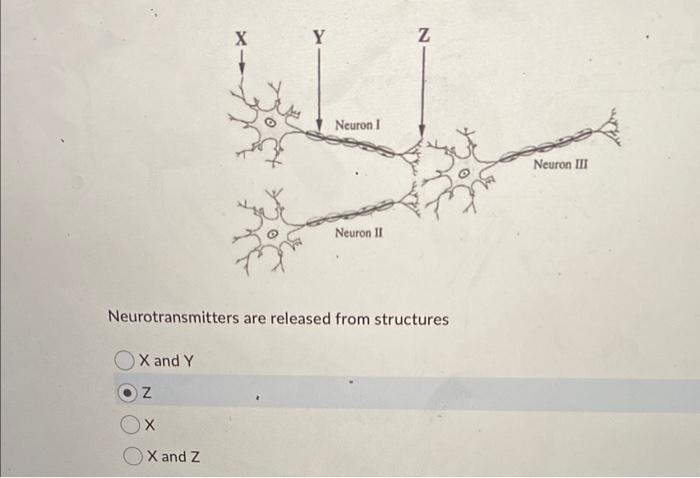 Solved An impulse arrives at an axon terminal that synapses | Chegg.com