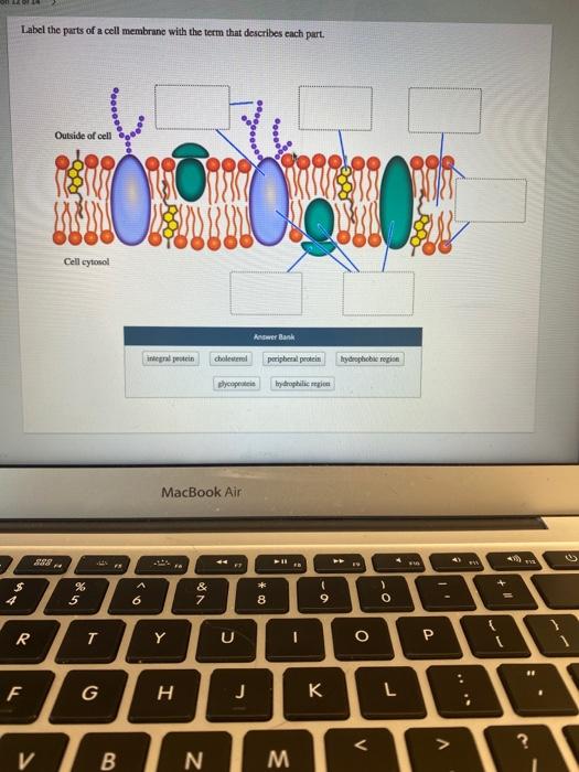 Solved Label the parts of a cell membrane with the term that | Chegg.com