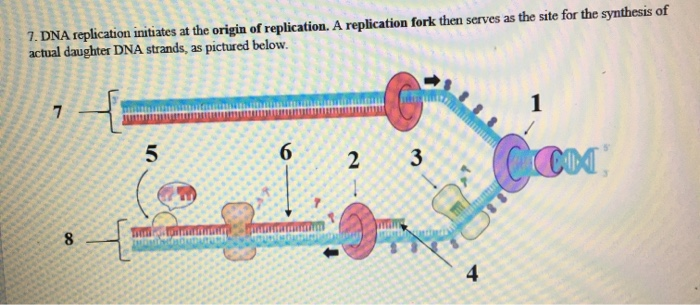 Solved 7 DNA Replication Initiates At The Origin Of Chegg Solved 7 DNA Replication Initiates At The Origin Of Chegg