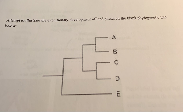 Solved Attempt to illustrate the evolutionary development of | Chegg.com