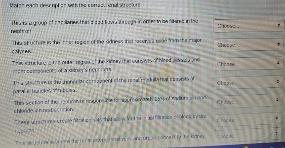 Solved Match each description with the correct renal | Chegg.com