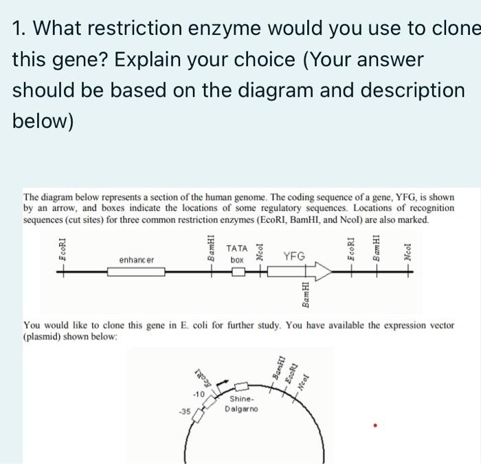Solved 1. What restriction enzyme would you use to clone | Chegg.com