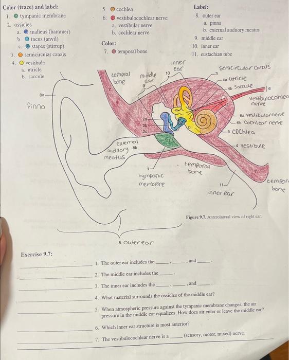 Solved Color (trace) and label: 5. O cochlea Label: 1. O | Chegg.com