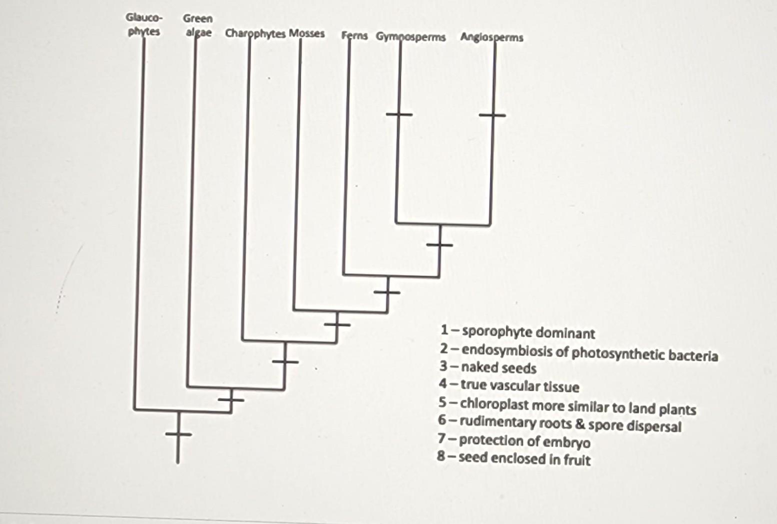 Solved The phylogeny below shows hatch marks for the | Chegg.com