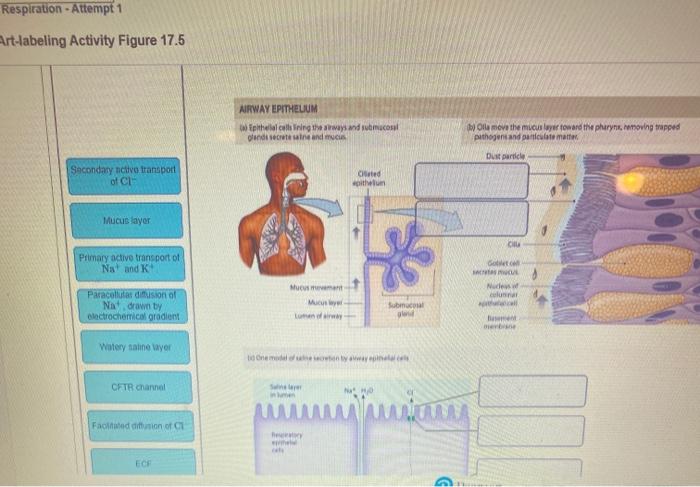 Solved Respiration - Attempt 1 Art-labeling Activity Figure | Chegg.com