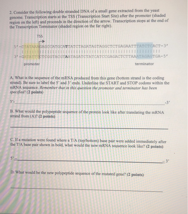 Solved 2. Consider the following double stranded DNA of a | Chegg.com