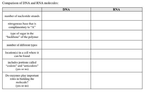 Solved Comparison of DNA and RNA molecules: | Chegg.com