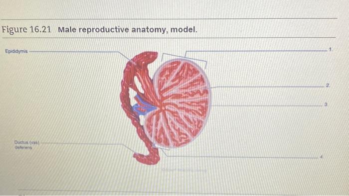 Solved Figure 16.21 Male reproductive anatomy, model. | Chegg.com