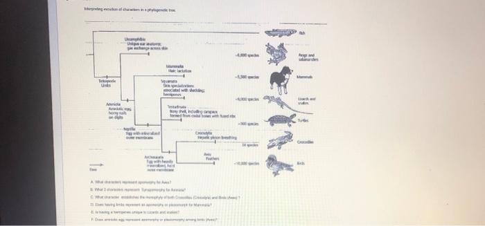 Solved A. What characters represent apomorphy for Aves? B. | Chegg.com