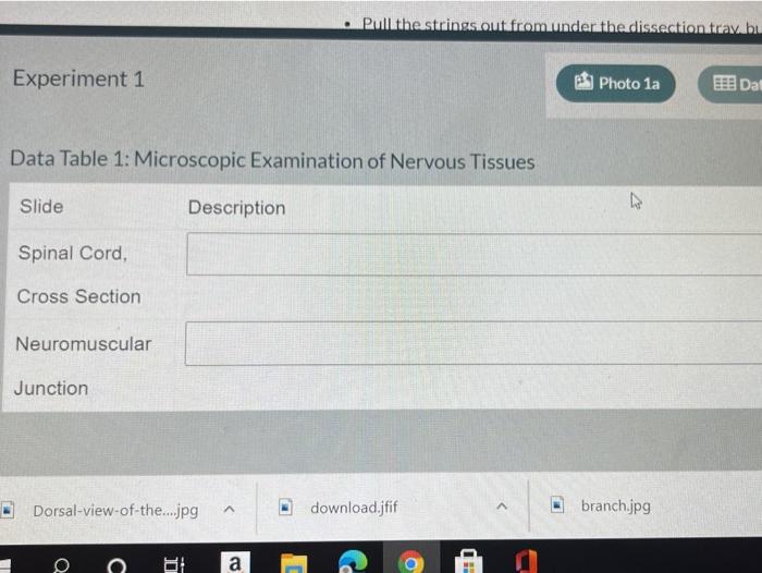 Solved Pull the strings out from under the dissection travab | Chegg.com