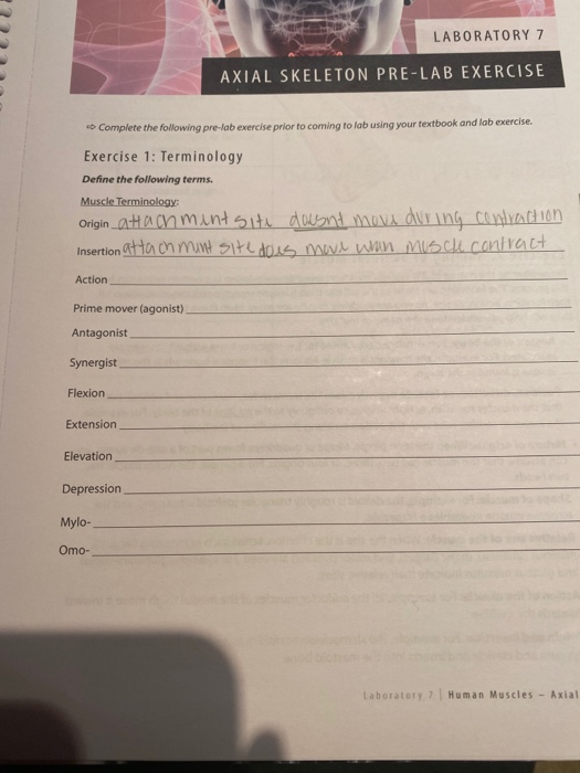 Solved LABORATORY 7 AXIAL SKELETON PRE-LAB EXERCISE Complete | Chegg.com