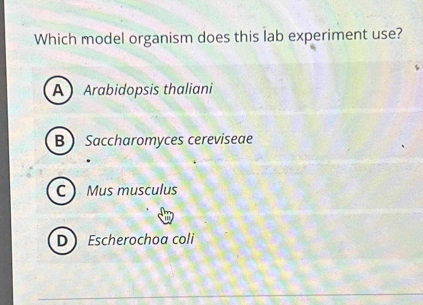 Solved Which model organism does this lab experiment | Chegg.com