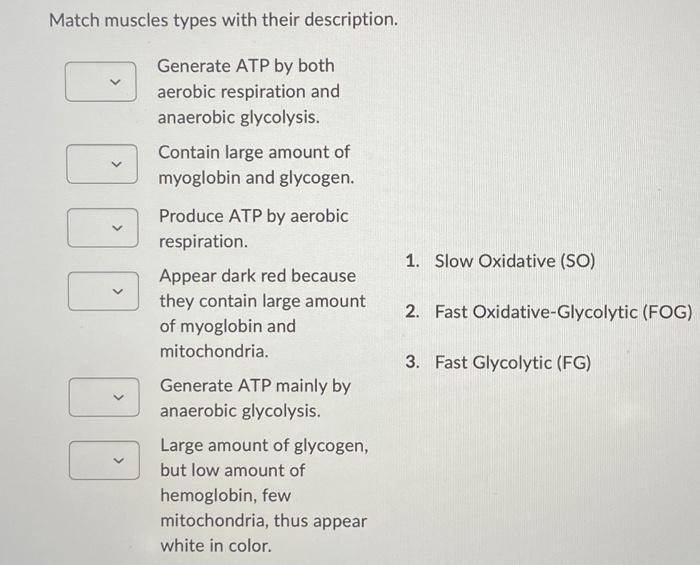 Solved Match muscles types with their description. Generate | Chegg.com