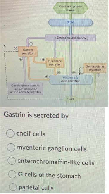 Solved Gastrin is secreted bycheif cellsmyenteric ganglion | Chegg.com