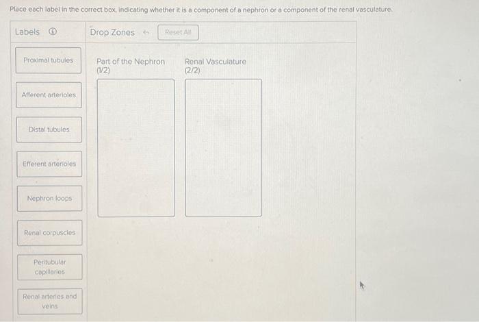 Solved Place each label in the correct box, indicating | Chegg.com