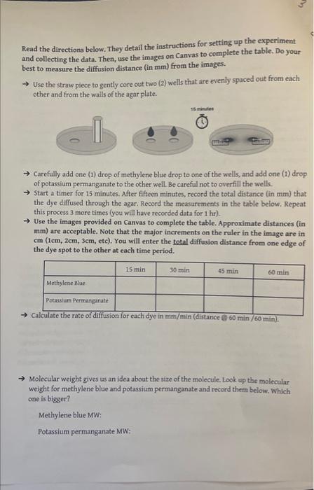 Solved Lab 3: Cell Physiology Simple Diffusion Experiment | Chegg.com