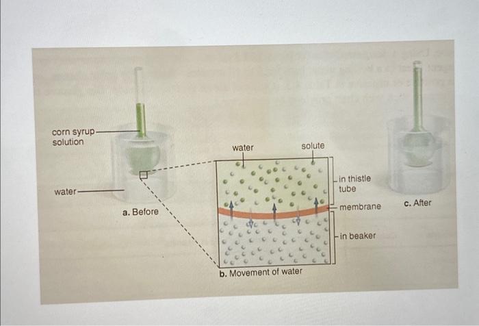 Solved In terms of solvent concentration, water moved from | Chegg.com