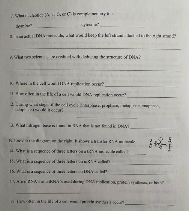Solved NUCLEIC ACIDS: DNA AND RNA In this laboratory | Chegg.com