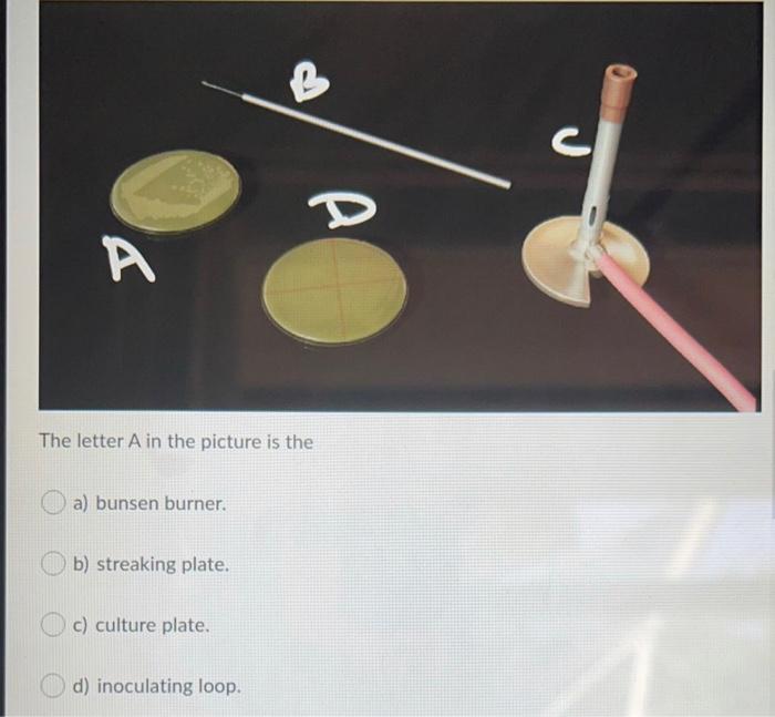 Solved B D A The letter A in the picture is the a) bunsen | Chegg.com