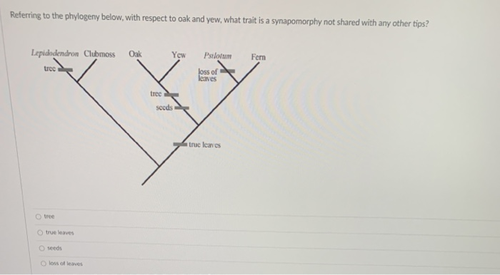 Solved Referring to the phylogeny below, with respect to oak | Chegg.com