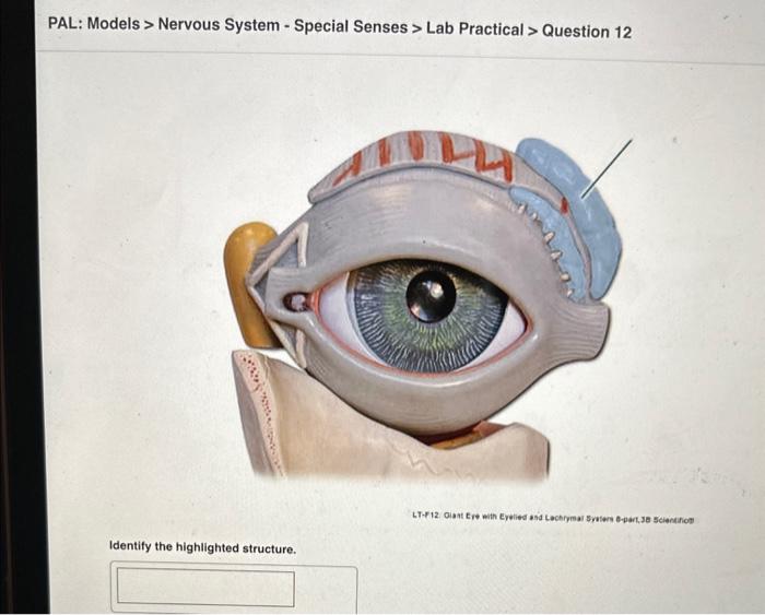 Solved PAL: Models > Nervous System - Special Senses > Lab | Chegg.com