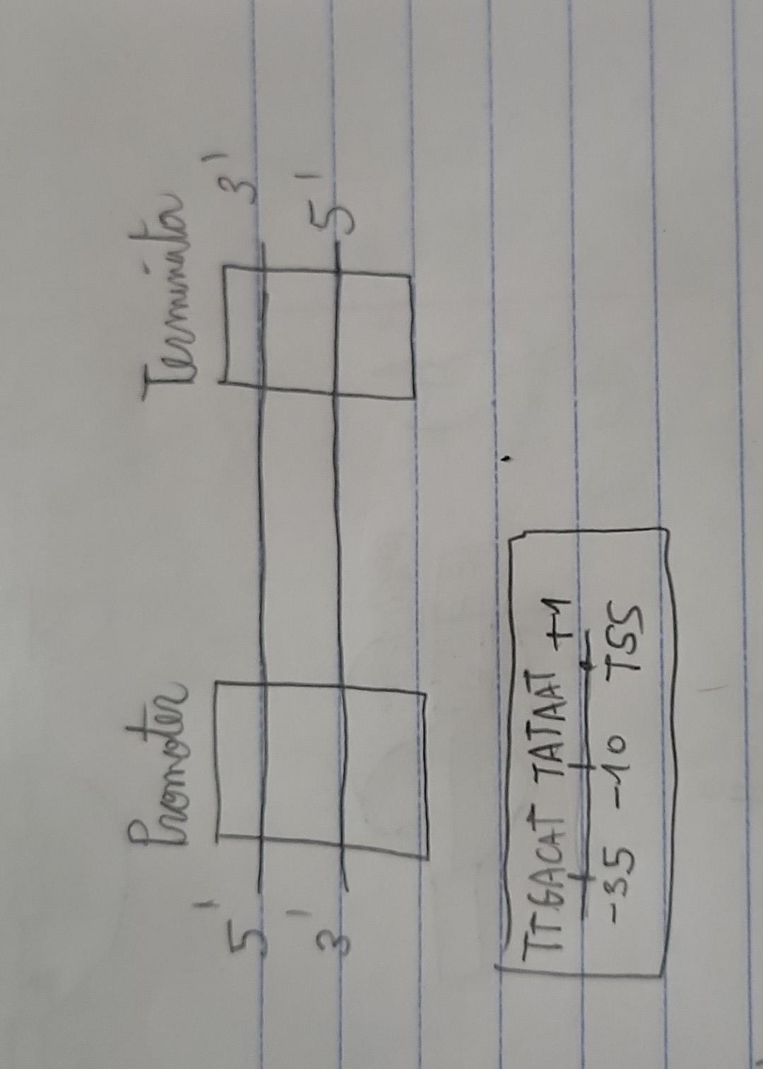 Solved \begin{tabular}{c} TT GACAT TATAAT +1 \\ 11+10−10 TSS | Chegg.com