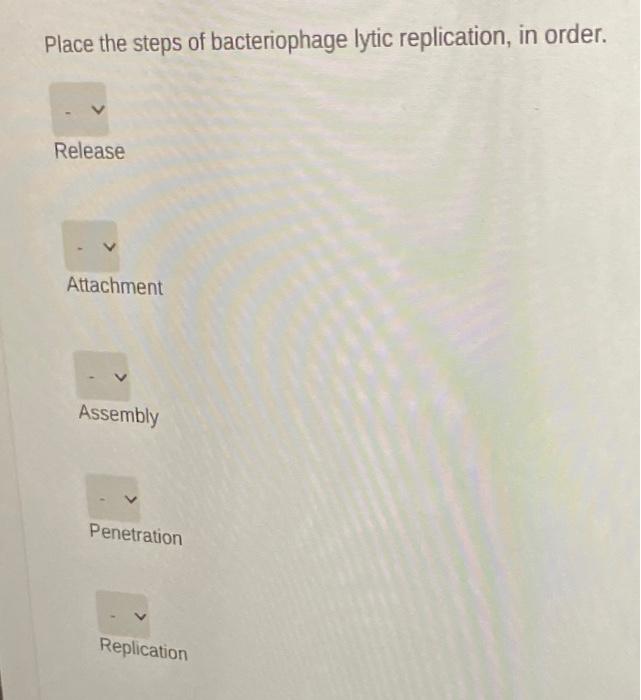 Solved Place the steps of bacteriophage lytic replication, | Chegg.com