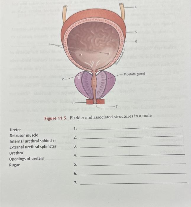 Solved Figure 11.5. Bladder and associated structures in a | Chegg.com
