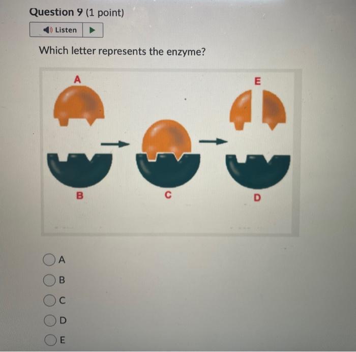Solved Which letter represents the enzyme? | Chegg.com