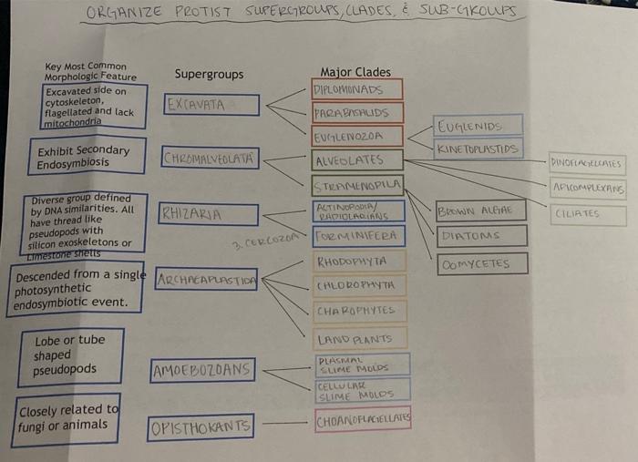 Solved Would someone please check my flowchart of protist | Chegg.com