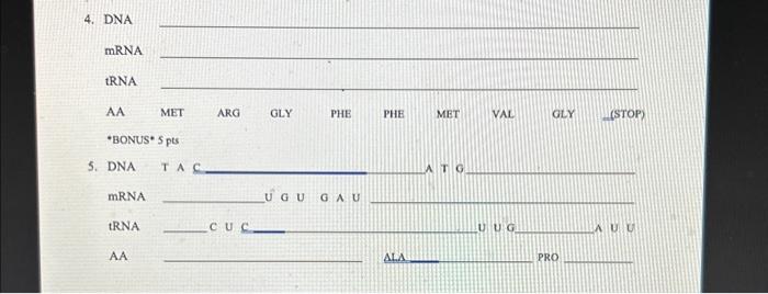 4. DNA mRNA tRNA AA MET ARG GLY PHE PHE MET VAL GLY | Chegg.com
