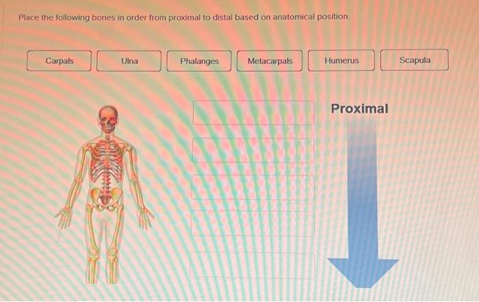 Solved Place the following bones in order from proximal to | Chegg.com
