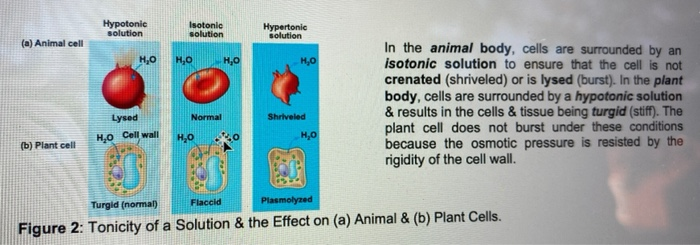 Solved Experiment 4 Tonicity & Animal cells Solutions of | Chegg.com