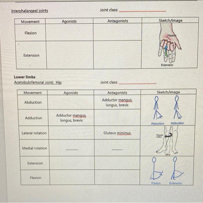 Solved Directions: Muscles can act on several joints to | Chegg.com