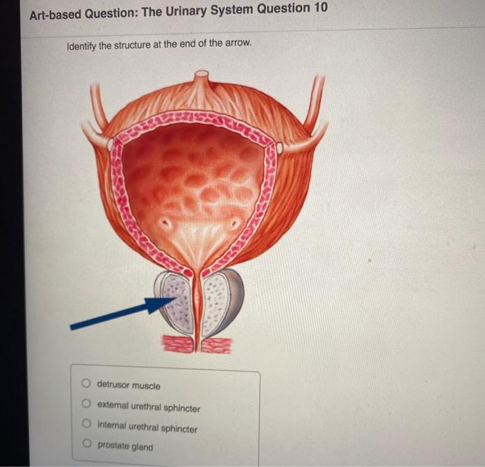 Solved Art-based Question: The Urinary System Question 10 | Chegg.com