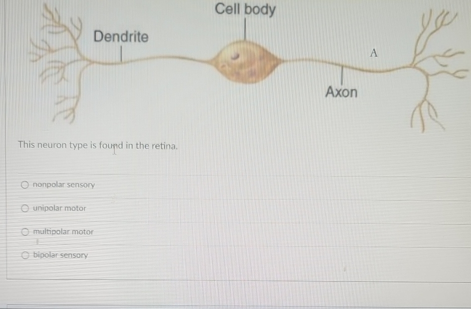 Solved This neuron type is found in the retina.nompolar | Chegg.com