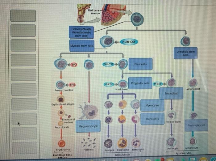 Solved Red bone marrow Hemocy oblast (hematopoetic som | Chegg.com