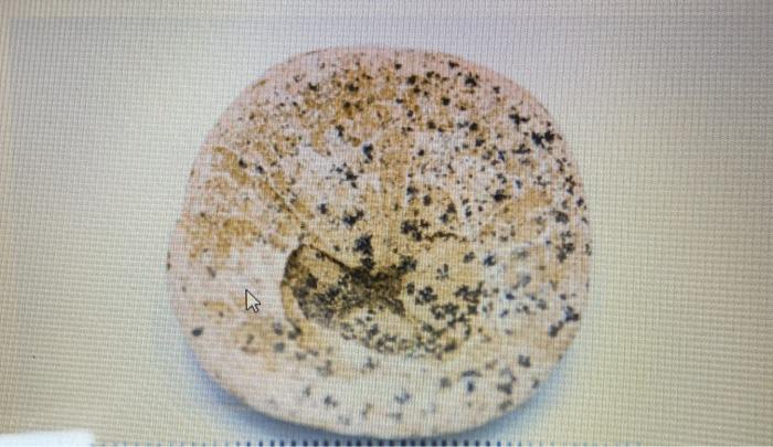 Solved ho Echinodermata, Crinoidea Cnidaria, Rugosa | Chegg.com