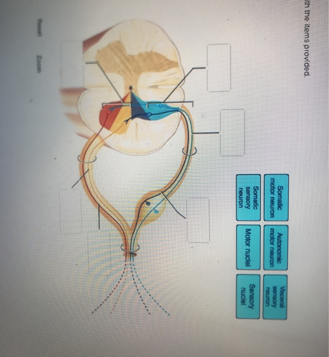 Solved th the items provided Somatic motor neuon Autonomic | Chegg.com