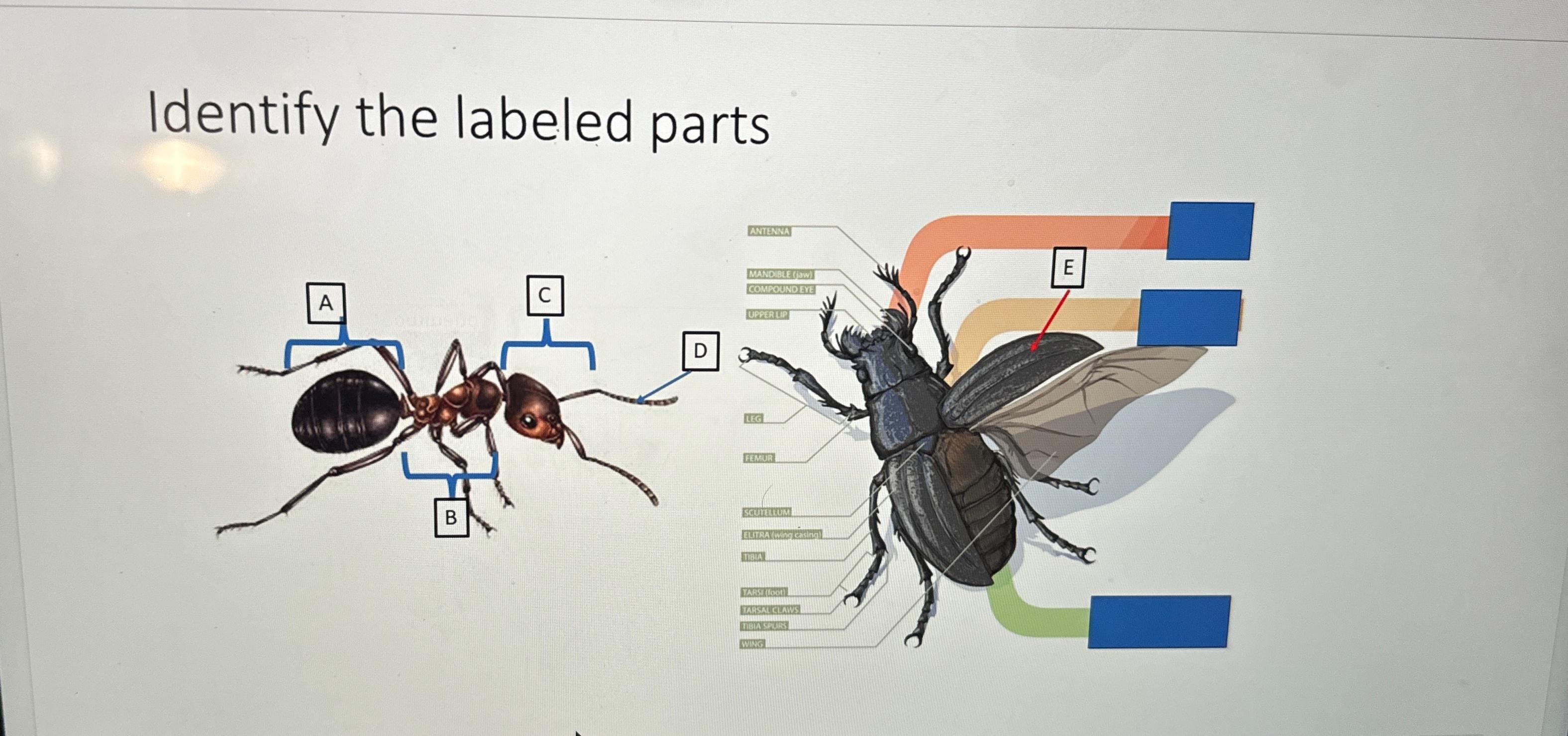 Solved Identify the labeled parts | Chegg.com