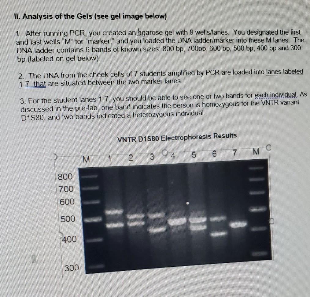 Solved 11. Analysis of the Gels (see gel image below) 1. | Chegg.com