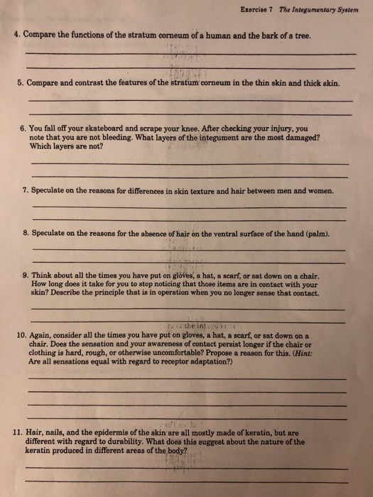 Solved Exercise 7 The Integumentary System 4. Compare the | Chegg.com