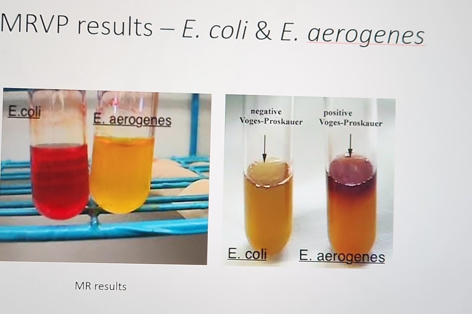 Solved Alcaligenes faecalis - fermentation | Chegg.com