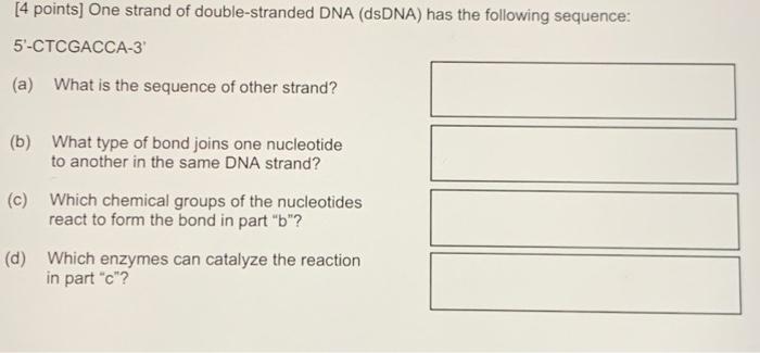 Solved [4 points] One strand of double-stranded DNA (dsDNA) | Chegg.com